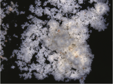 Food Science: Flour - Analytical Answers